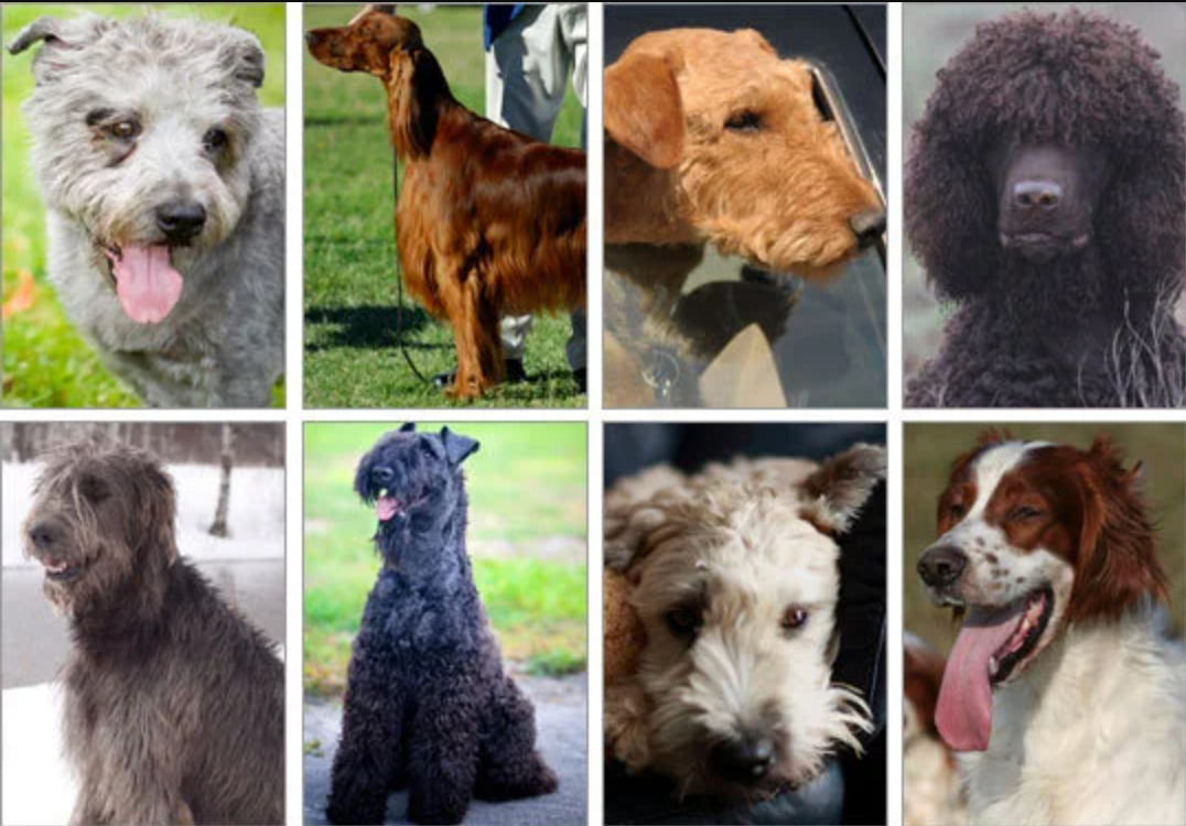 The 9 Irish Dog Breeds: A Celebration of Heritage – CuPooch