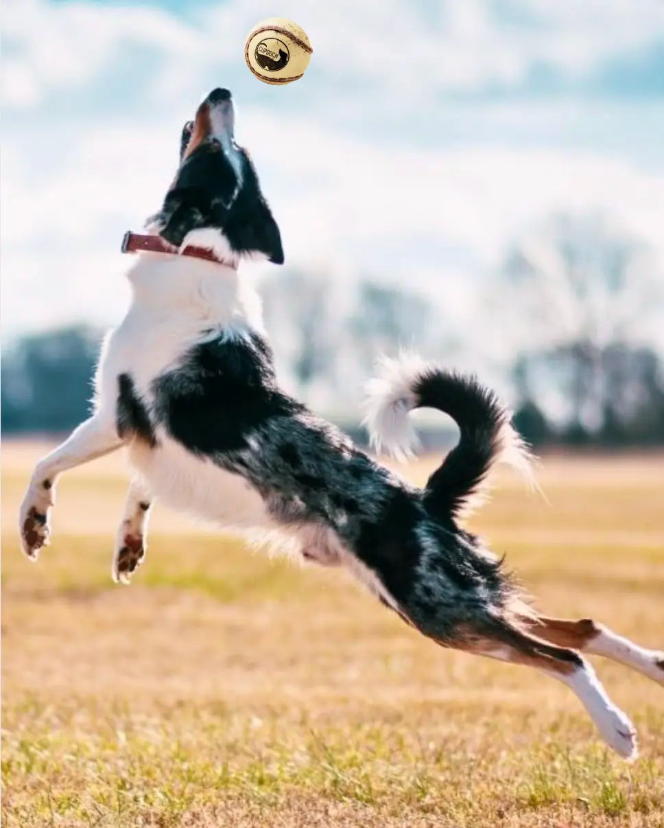 Things Irish People Say to Their Dogs – CuPooch